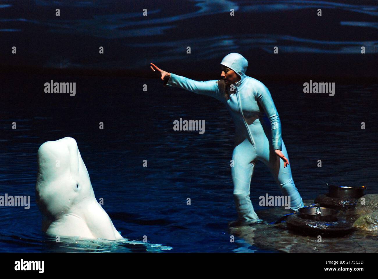 A female worker trains a Beluga Whale for a performance at the Shedd ...
