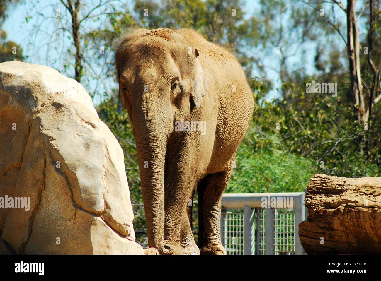 An Elephant Marches in his pen at the zoo Stock Photo - Alamy