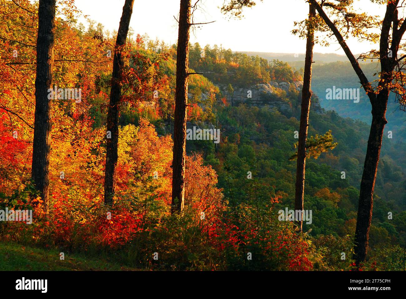 Autumn foliage turns the various trees in the Kentucky's Red River ...
