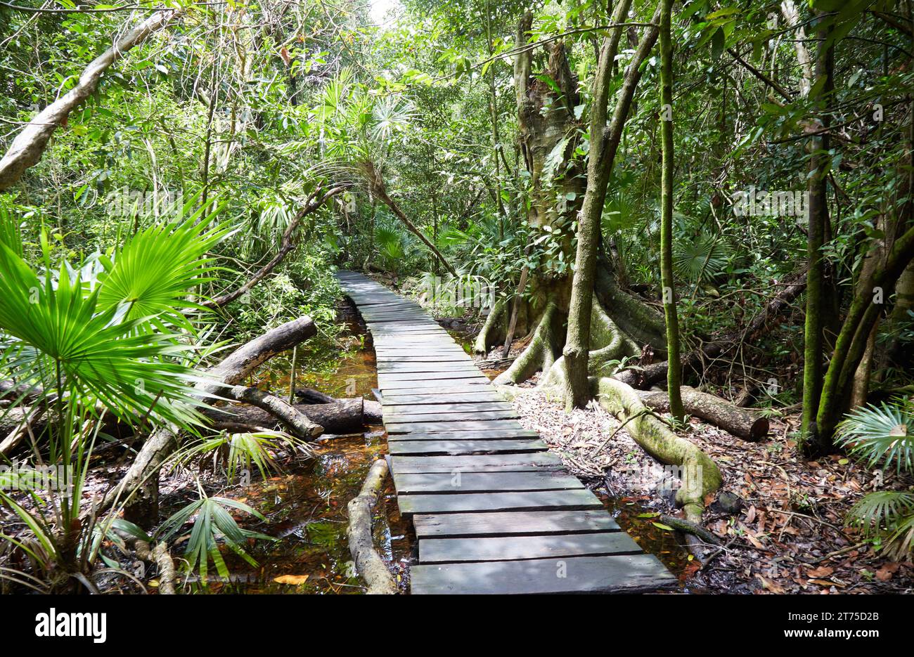 The Sian Ka'an Biosphere Reserve near Tulum, Mexico Stock Photo - Alamy