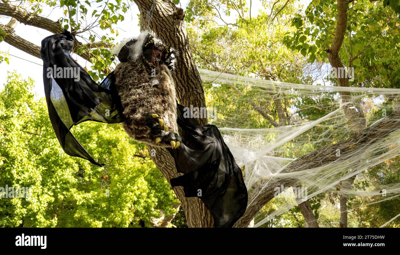 House spider alamy hi-res stock photography and images - Alamy