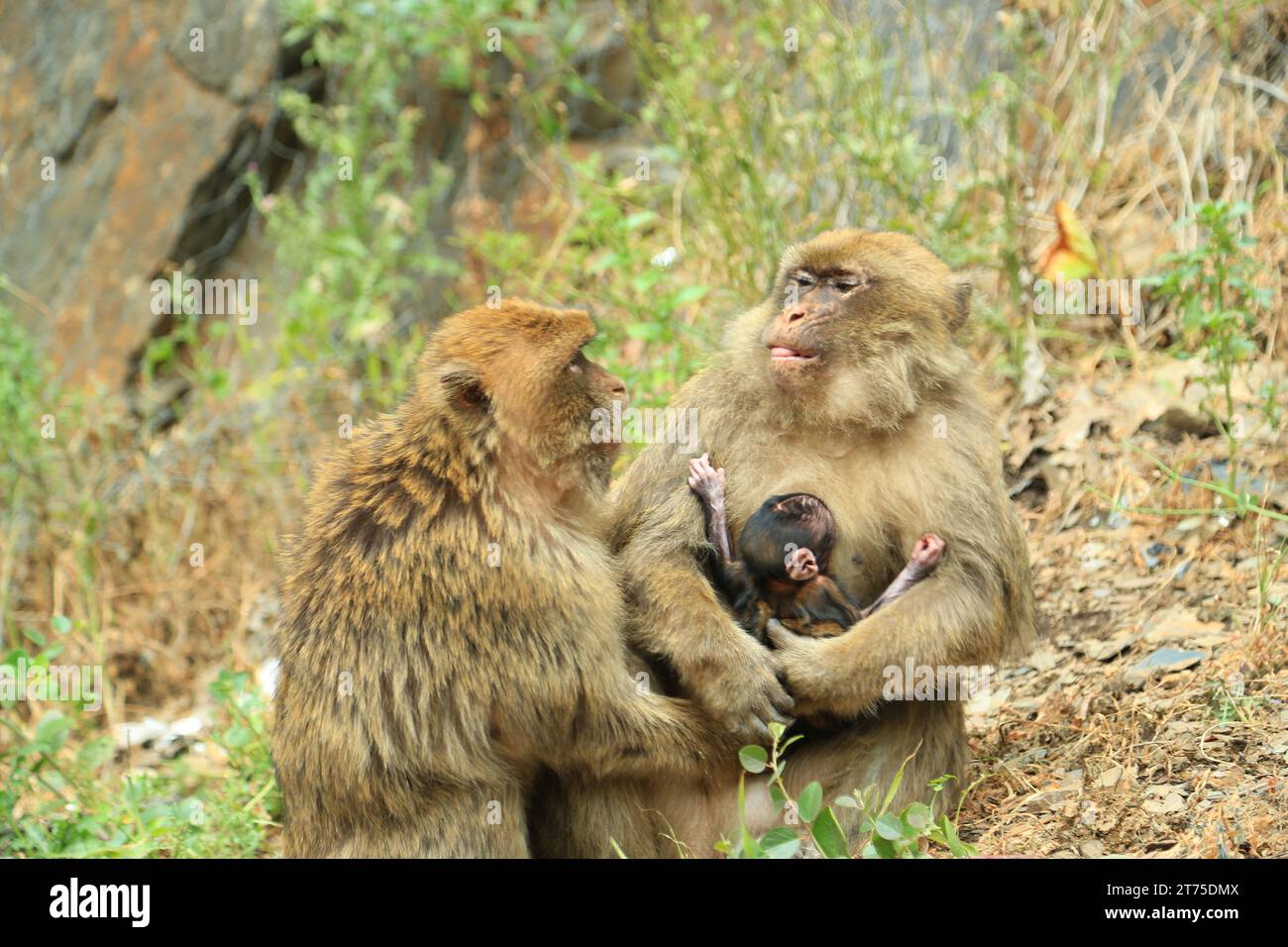 (231113) -- CHIFFA (ALGERIA), Nov. 13, 2023 (Xinhua) -- Monkeys are ...