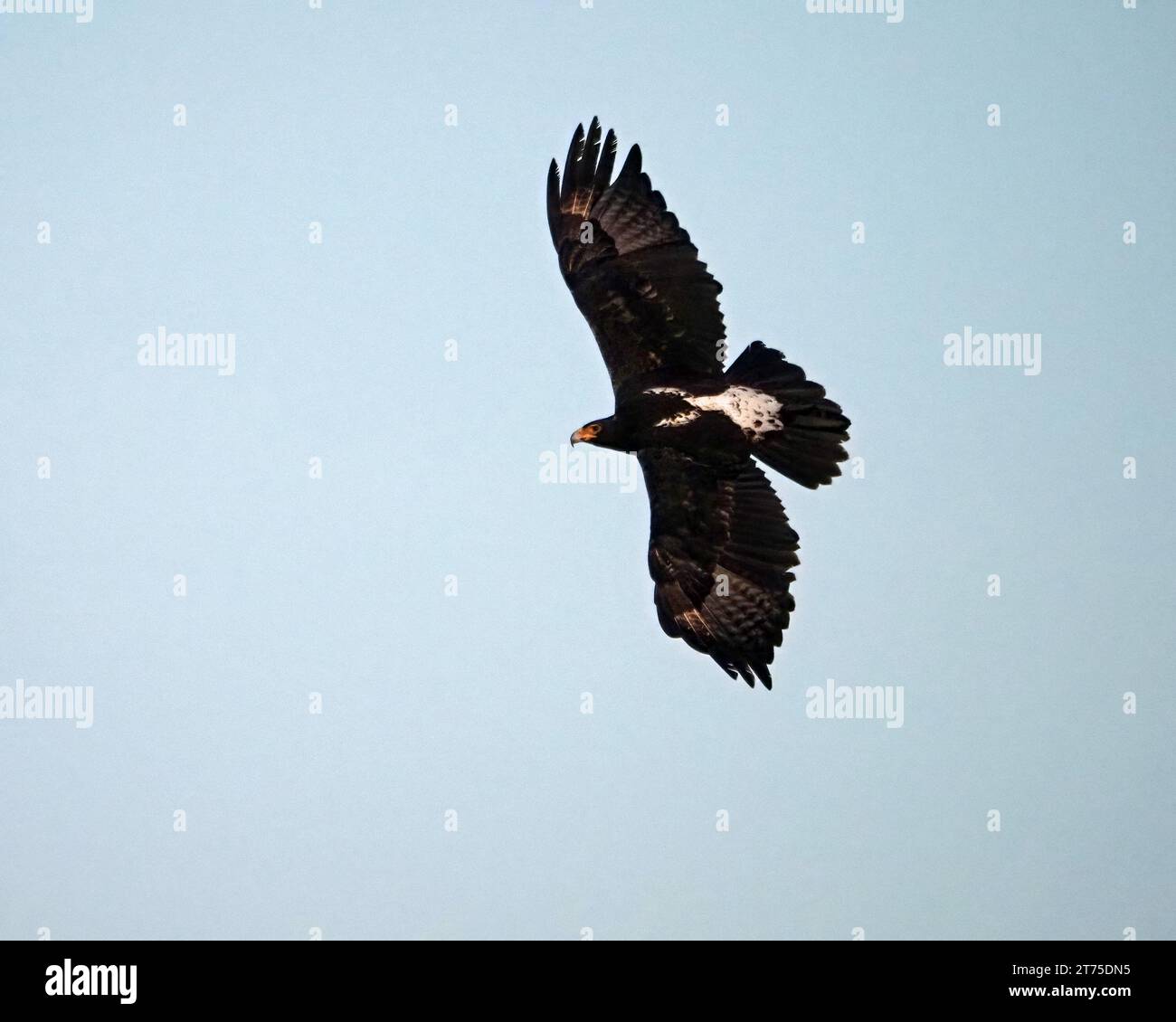 Verreaux's Eagle (Aquila verreauxii) or Black Eagle in flight with ...