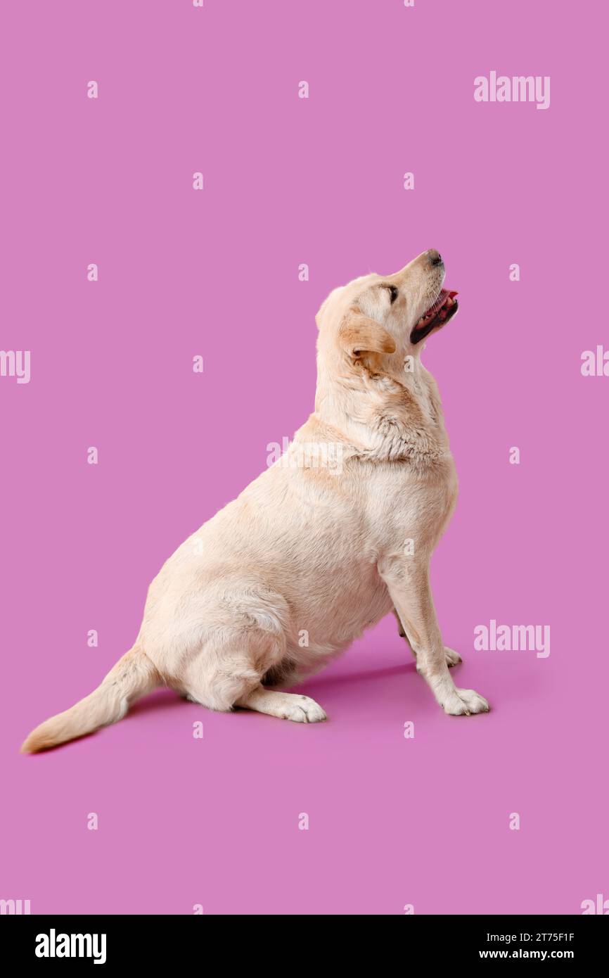 Cute Labrador dog sitting on purple background Stock Photo - Alamy
