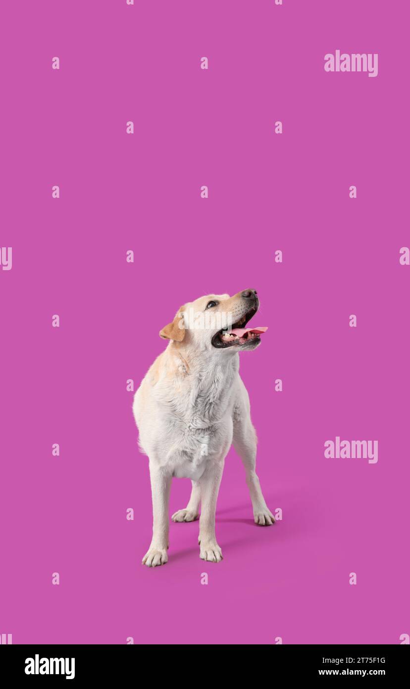 Cute Labrador dog on purple background Stock Photo - Alamy