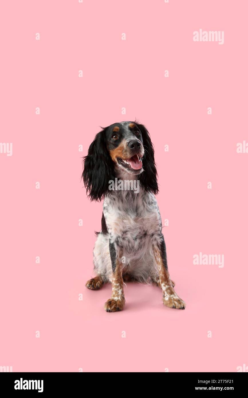 Cute cocker spaniel dog sitting on pink background Stock Photo - Alamy