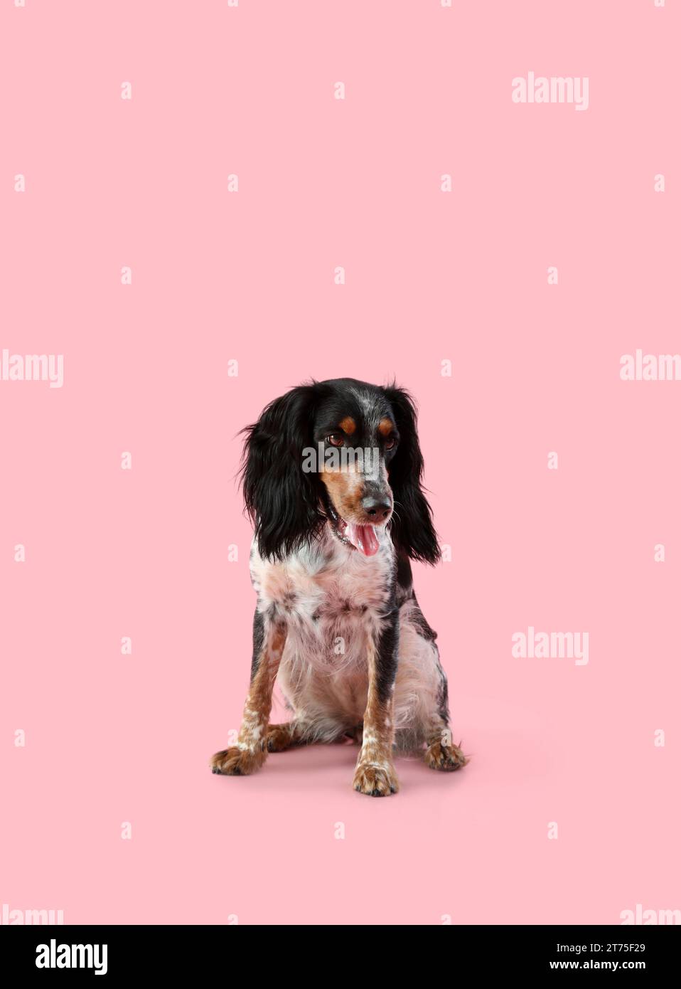 Cute cocker spaniel dog sitting on pink background Stock Photo - Alamy