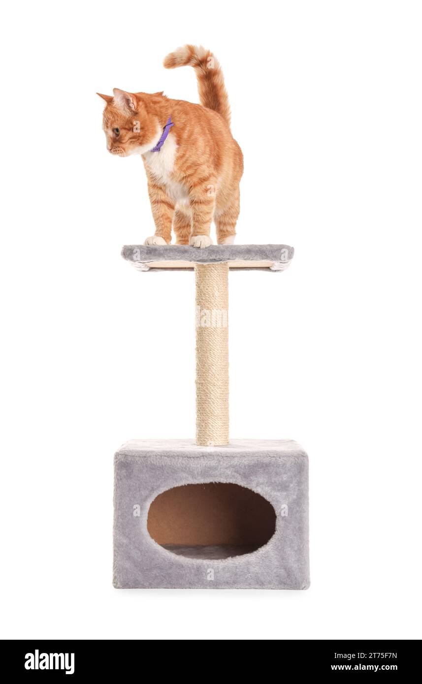 Cute cat on scratching post against white background Stock Photo - Alamy