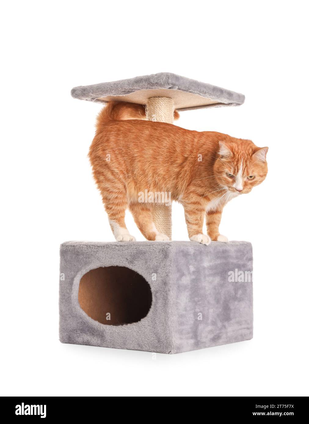 Cute cat on scratching post against white background Stock Photo - Alamy
