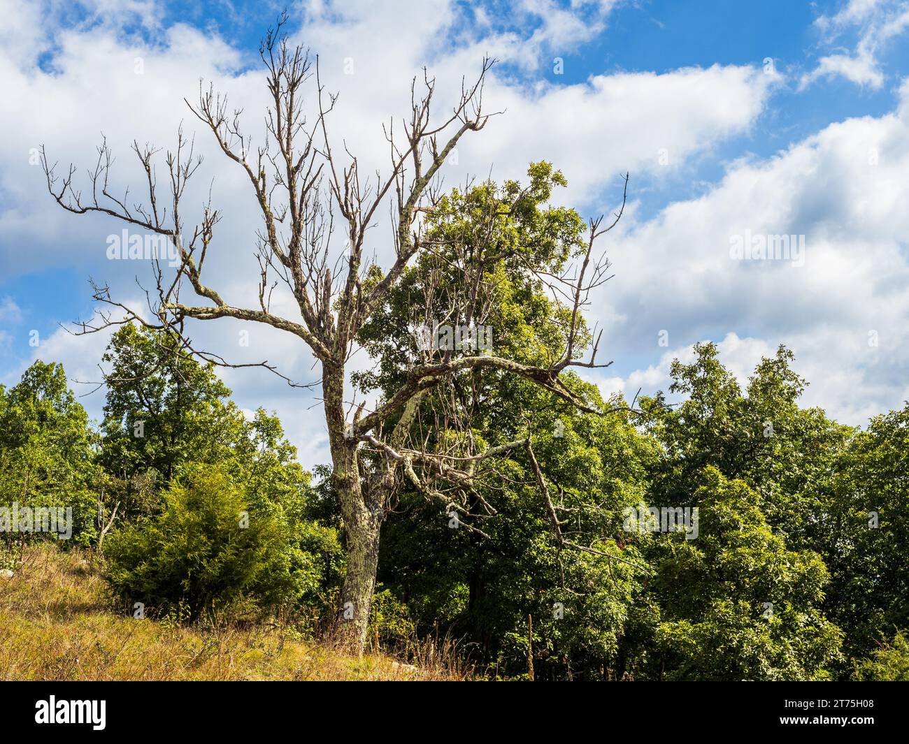 In the midst of the vibrant greenery and the expansive sky along the ...