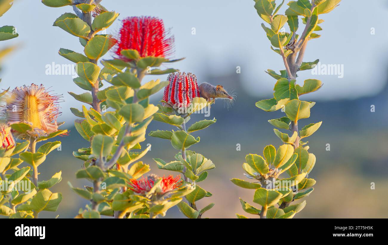 Honey Possum, Waychinicup National Park, Cheyne's Beach, Western ...