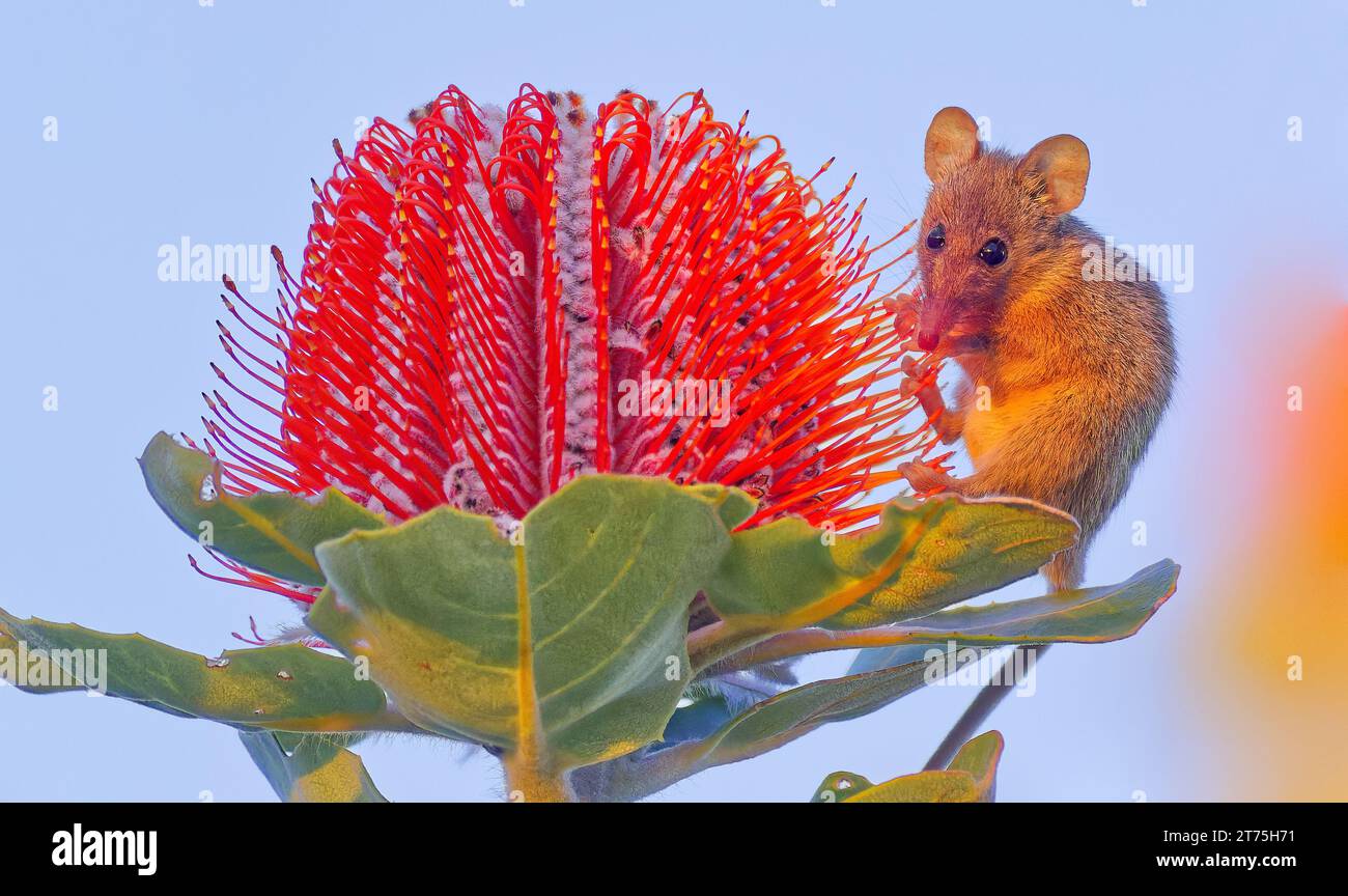 Honey Possum, Waychinicup National Park, Cheyne's Beach, Western ...