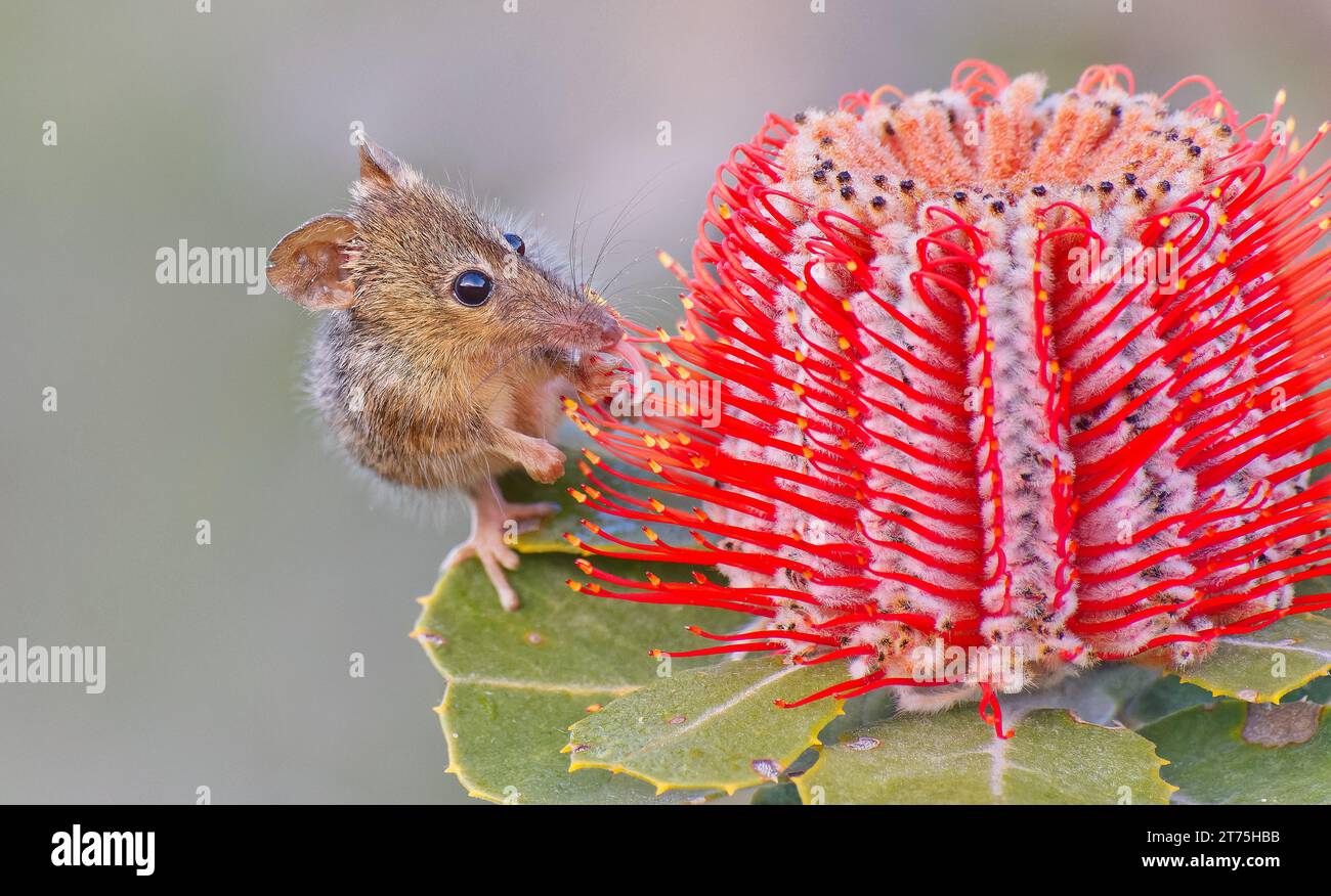 Honey possum hi-res stock photography and images - Alamy