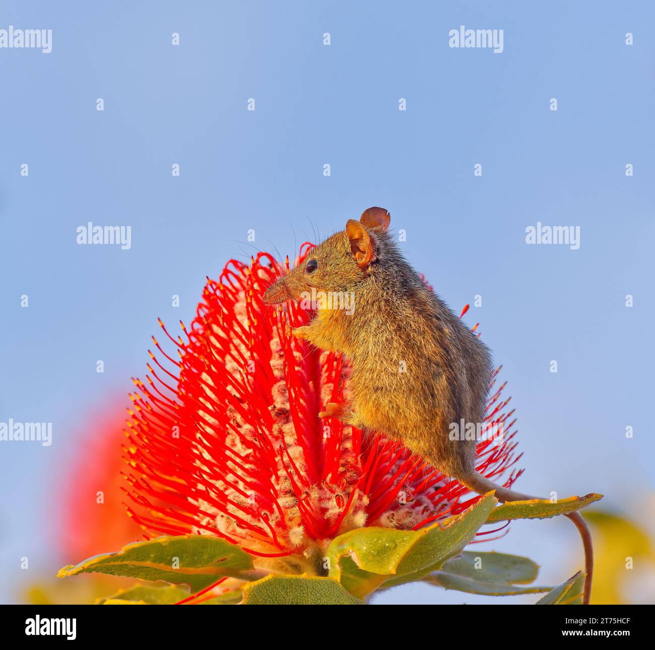 Honey Possum, Waychinicup National Park, Cheyne's Beach, Western ...