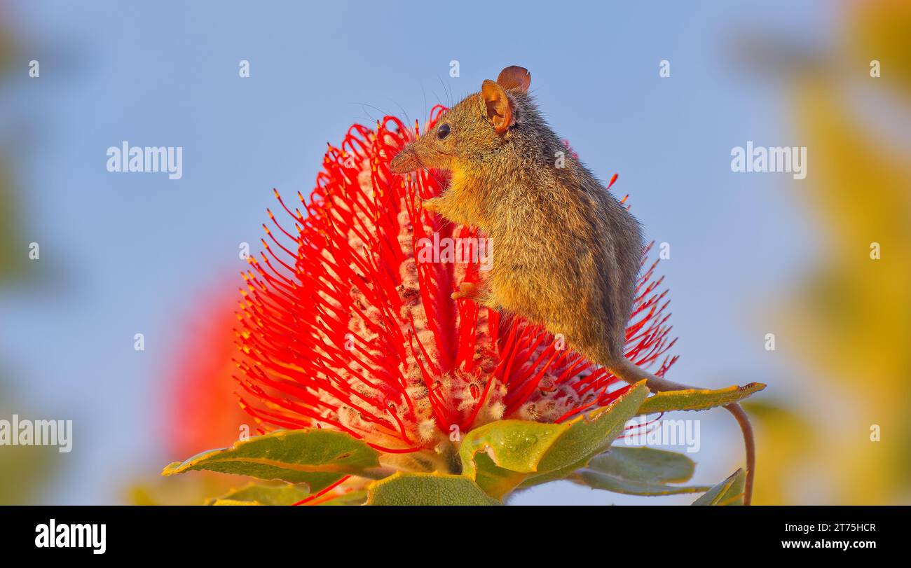 Honey Possum, Waychinicup National Park, Cheyne's Beach, Western ...
