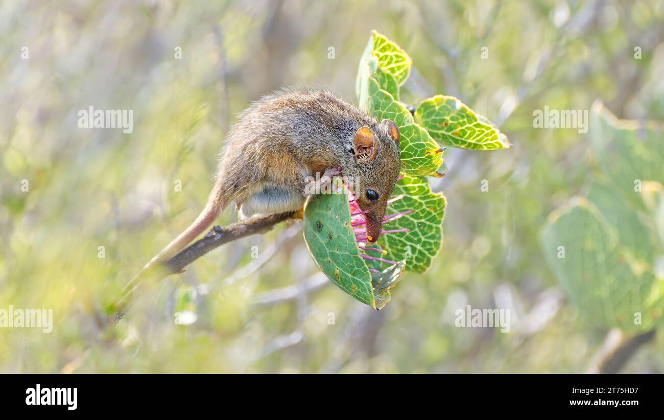 Honey Possum, Waychinicup National Park, Cheyne's Beach, Western ...