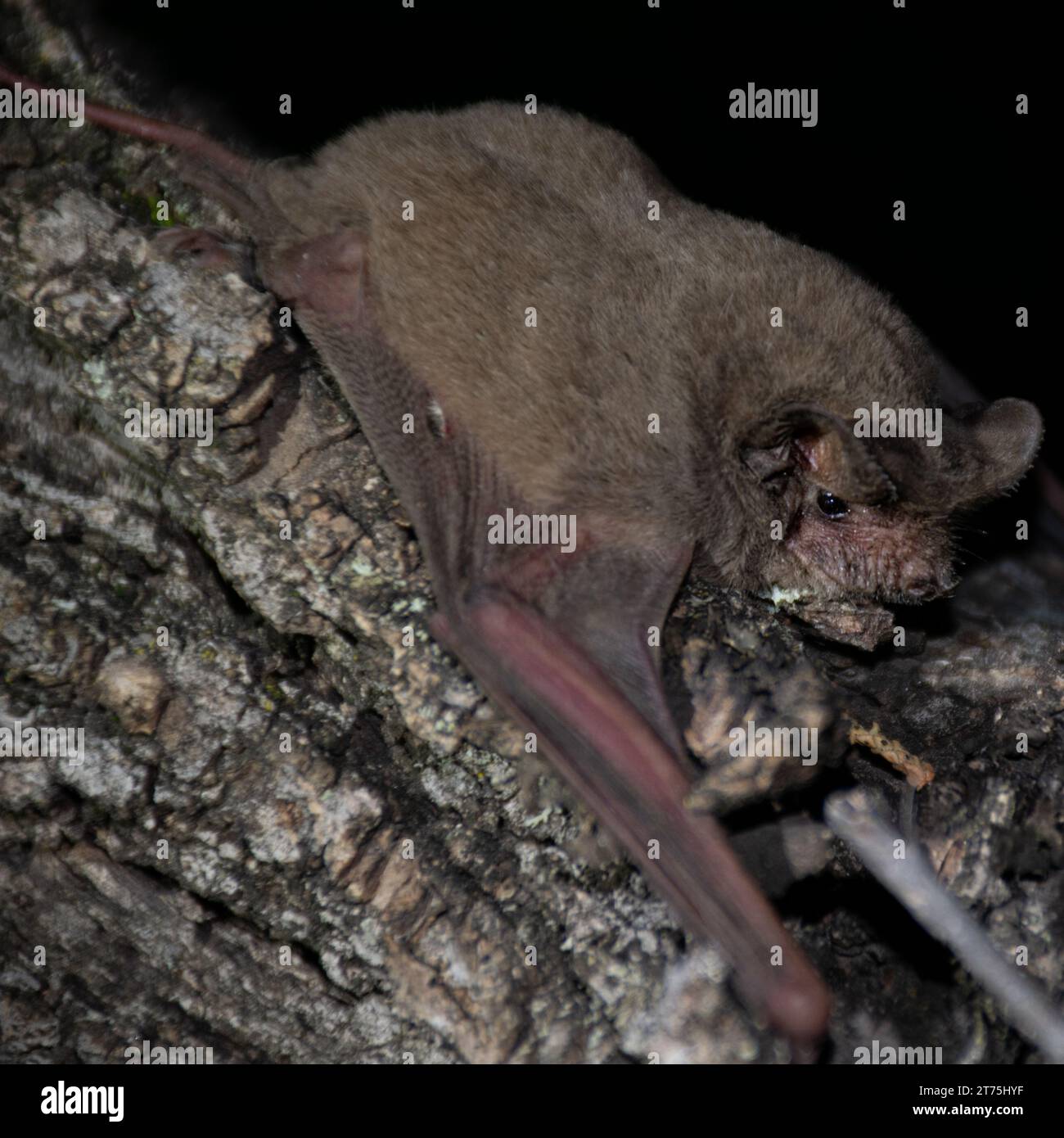 a close up of a Brazilian free-tailed bat (Tadarida brasiliensis Stock ...