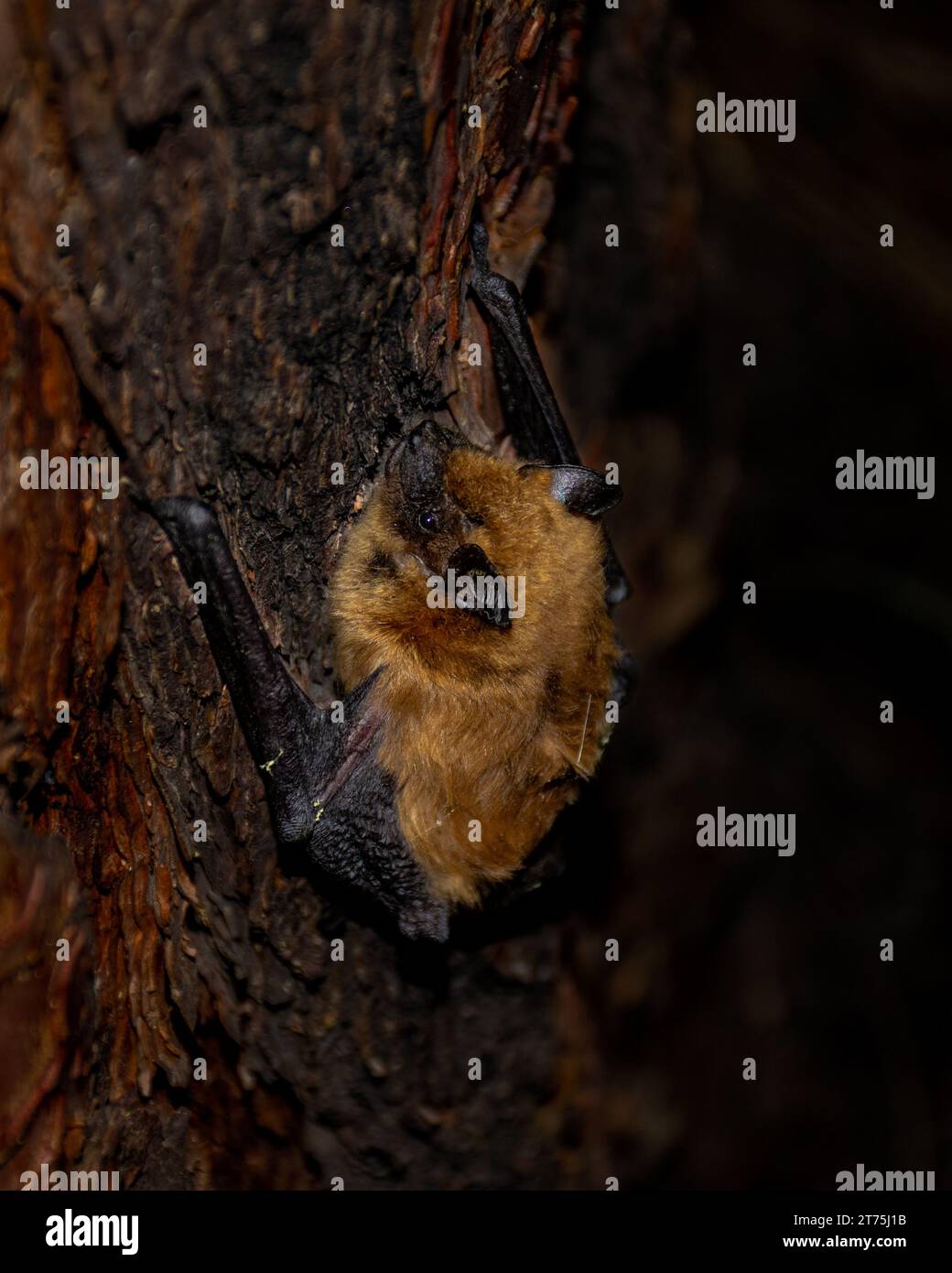 a close up of a bat (Eptesicus fuscus) on a tree in the Gila National ...