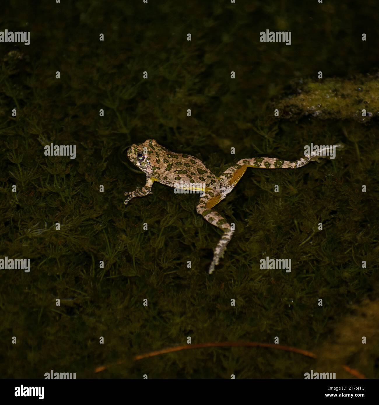a canyon tree frog floating in a pool in the Gila National Forest Stock ...