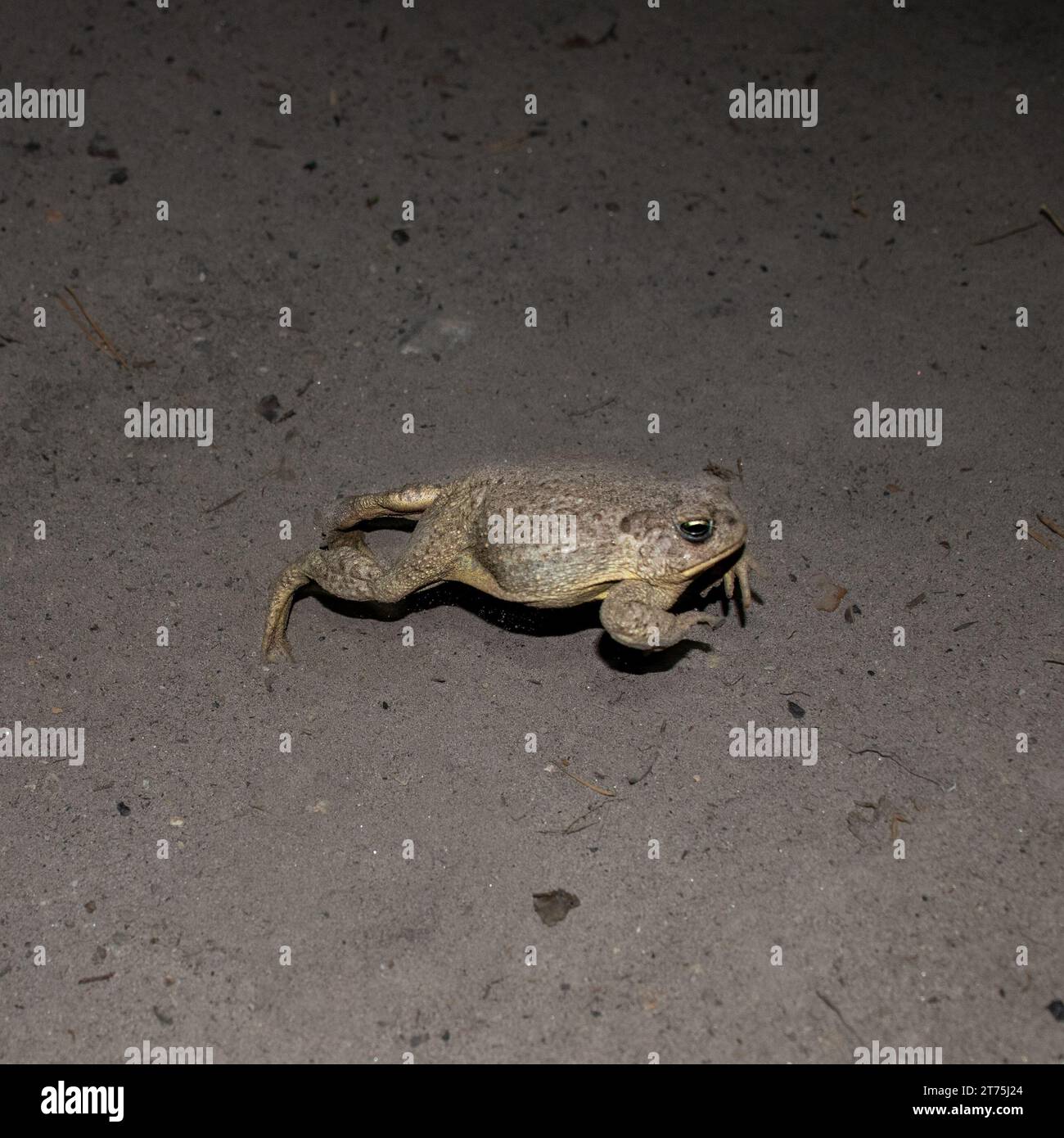 A toad jumping in the sandy bottom of a dry river bed Stock Photo - Alamy