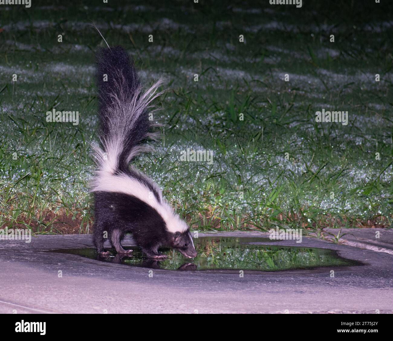 a skunk drinking from a puddle in New Mexico Stock Photo - Alamy