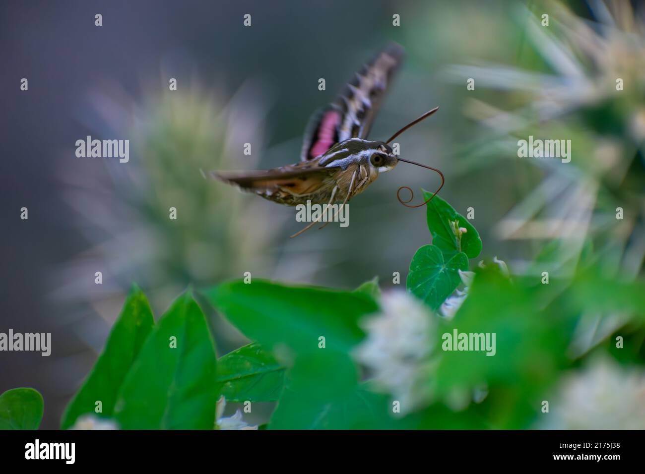 Sphynx moth drinking nectar from a flower in New Mexico Stock Photo - Alamy