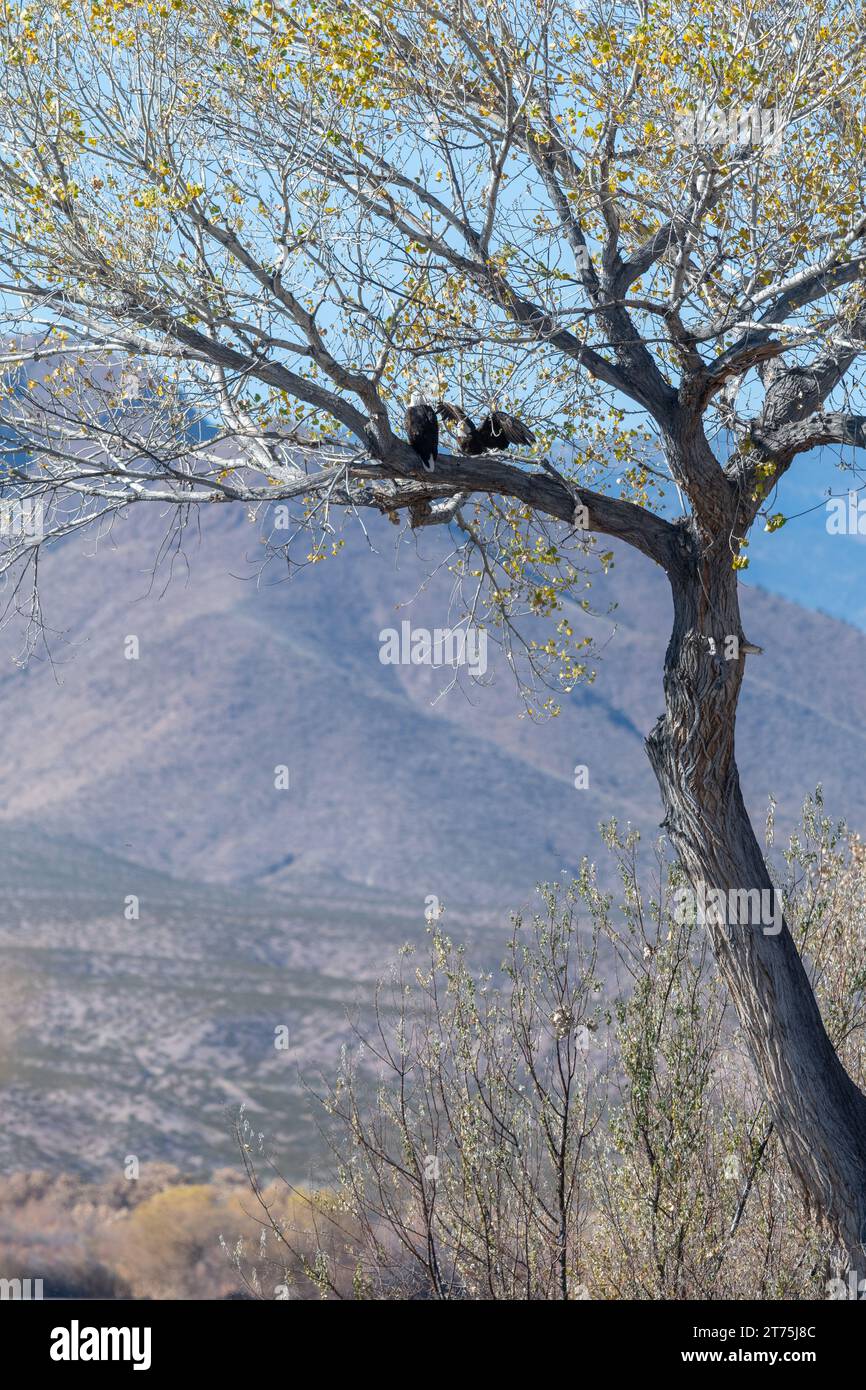 Two Bald Eagles nesting high up a tree at Bosque Del Apache National ...