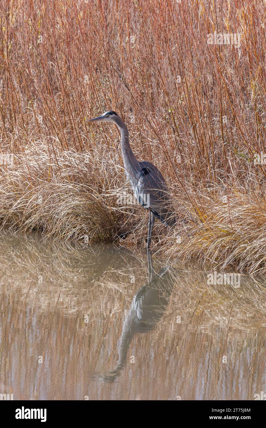An isolated Great Blue Heron stands amongst the reeds at the edge of a ...