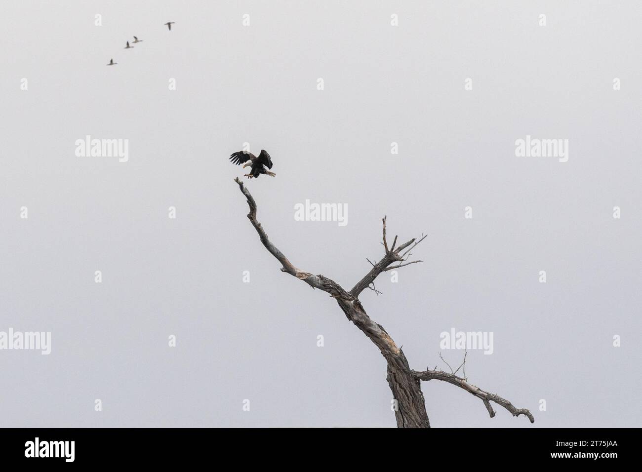 A Bald Eagle landing on the top of a barren tree, talons outstretched ...