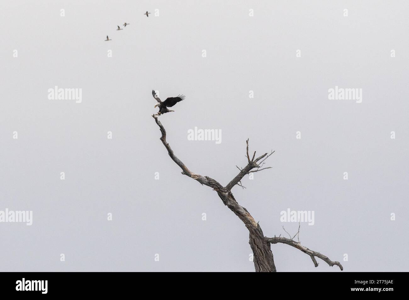 A Bald Eagle landing on the top of a barren tree, wings and talons ...