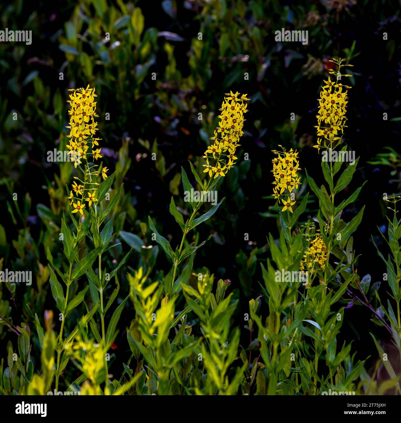 Star lake and wisconsin hi-res stock photography and images - Alamy