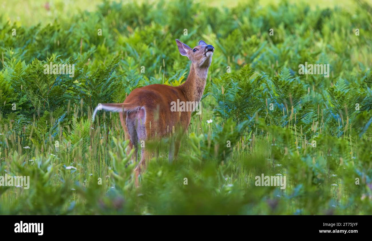White-tailed doe picking up scents in the wind Stock Photo - Alamy