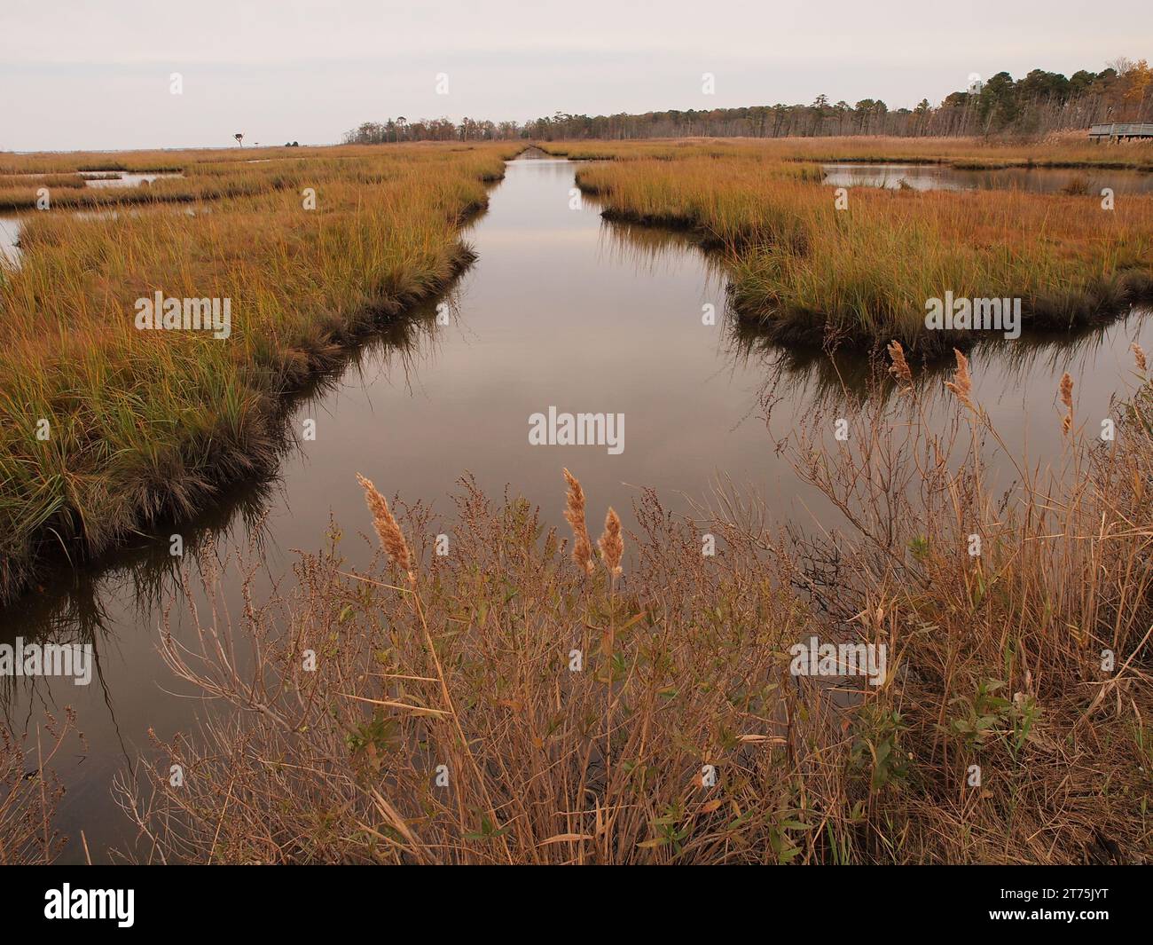 Cattus Island County Park in Toms River, New Jersey with acres of salt ...