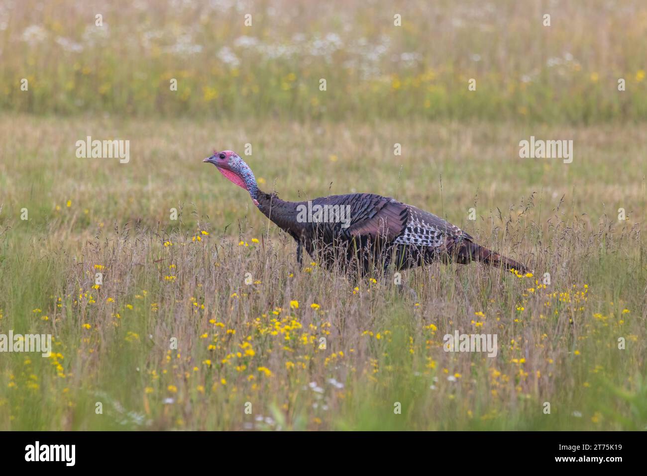 Tom turkey in northern Wisconsin Stock Photo - Alamy