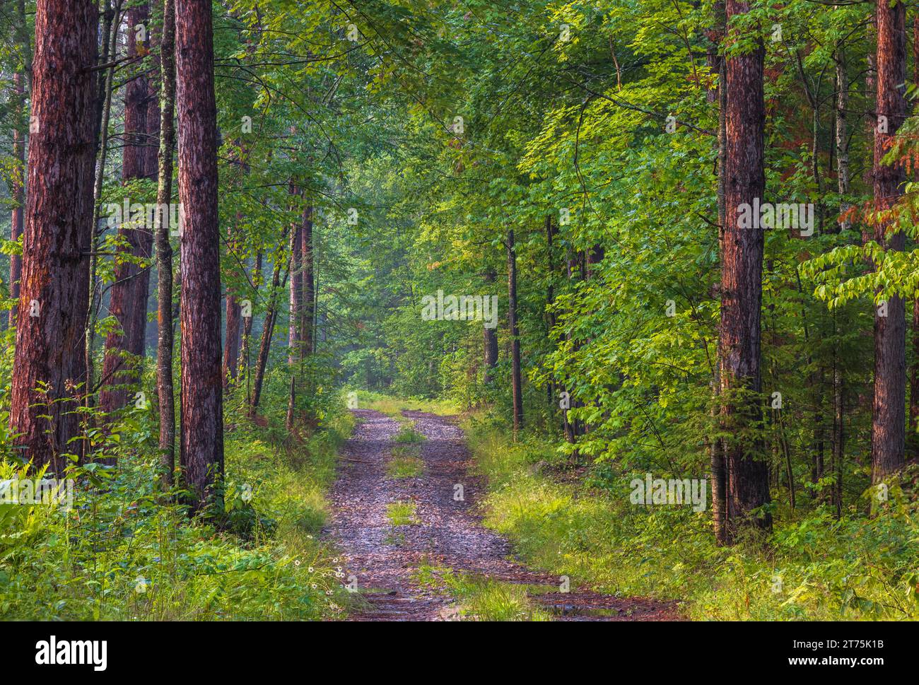 Logging trail hi-res stock photography and images - Alamy