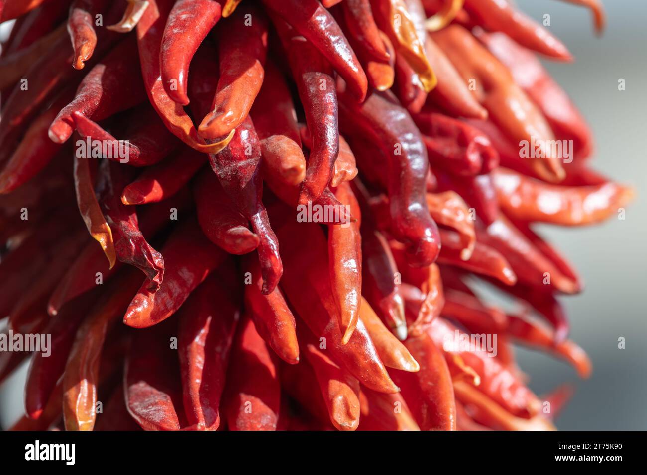 Close up detail of a red chile ristra, dried red chile peppers strung ...
