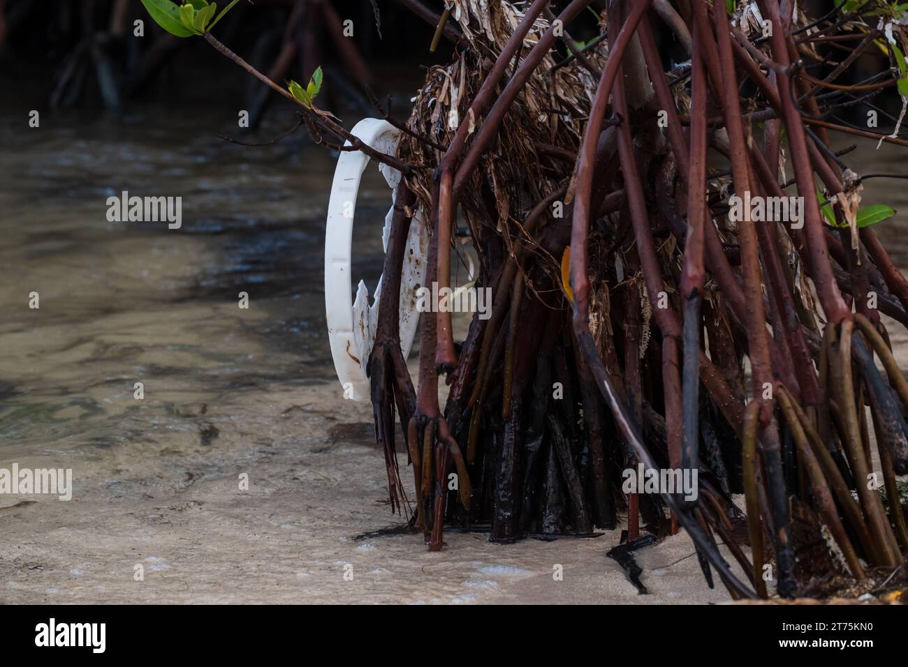 Plastic litter on mangrove roots hi-res stock photography and images ...