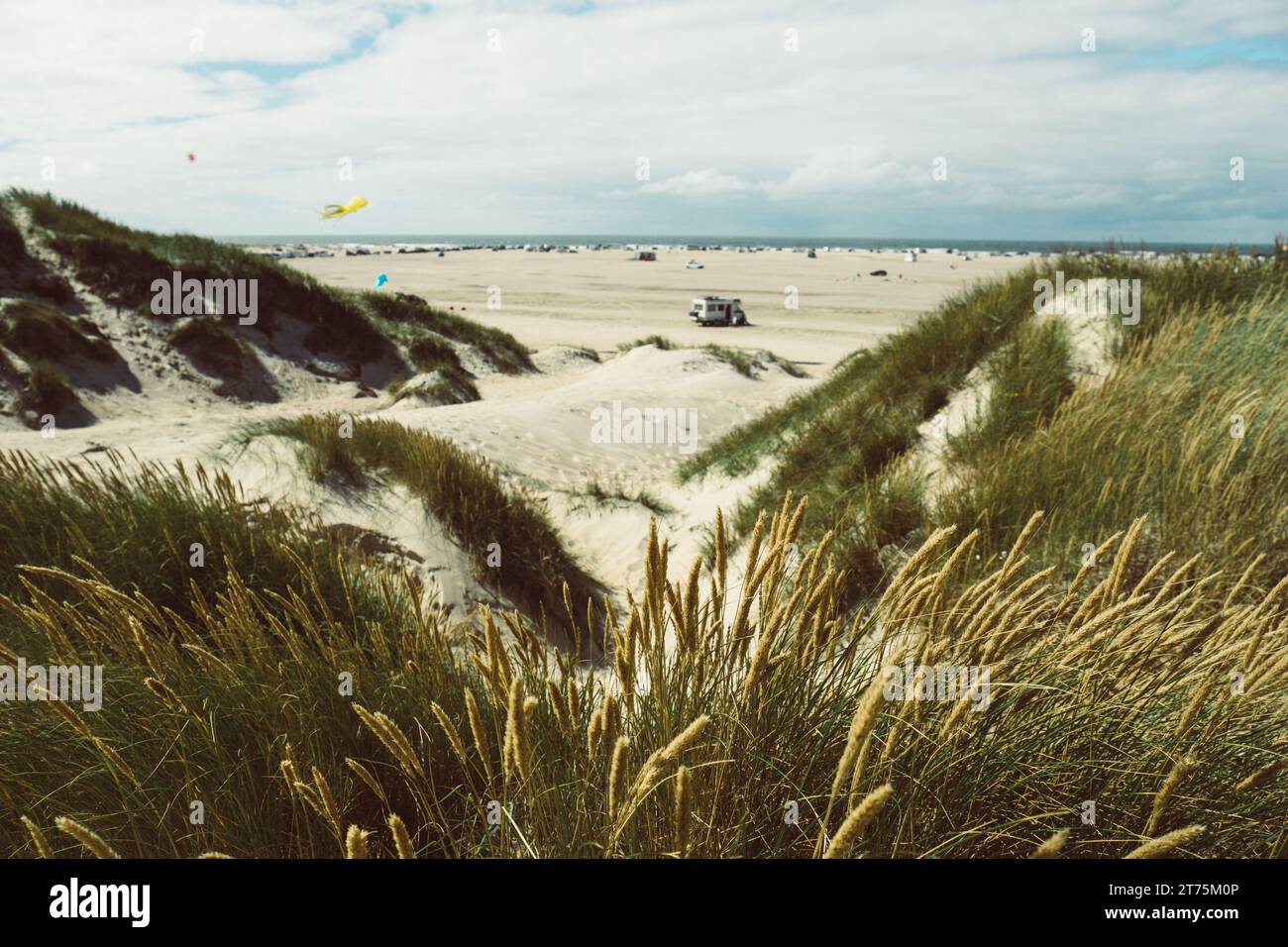 Dune landscape at the North Sea, Rømø, Denmark Stock Photo - Alamy