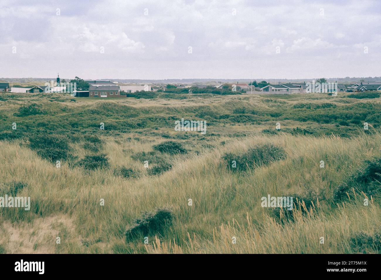 Dune landscape at the North Sea, Rømø, Denmark Stock Photo - Alamy