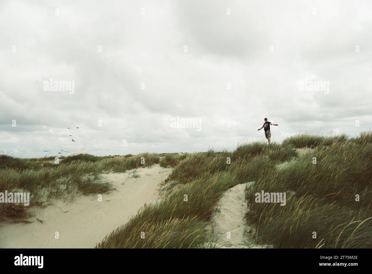 Dune landscape at the North Sea, Rømø, Denmark Stock Photo - Alamy
