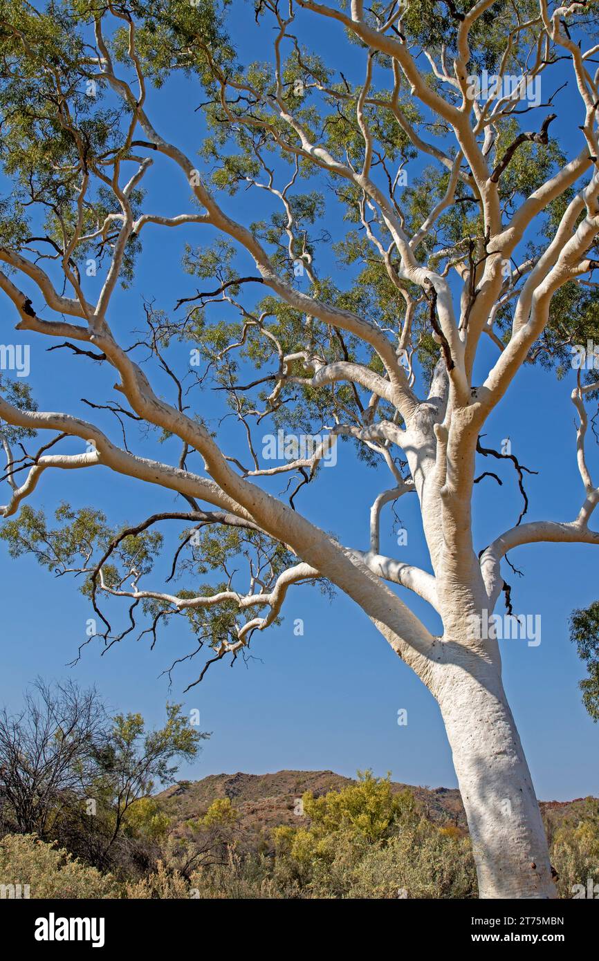 The world's largest ghost gum, by the mouth of Trephina Gorge Stock ...