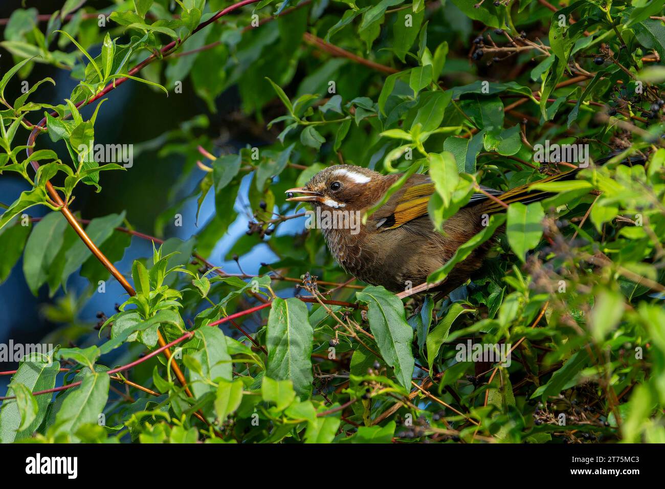 White-whiskered Laughingthrush endemic bird of taiwan Stock Photo - Alamy