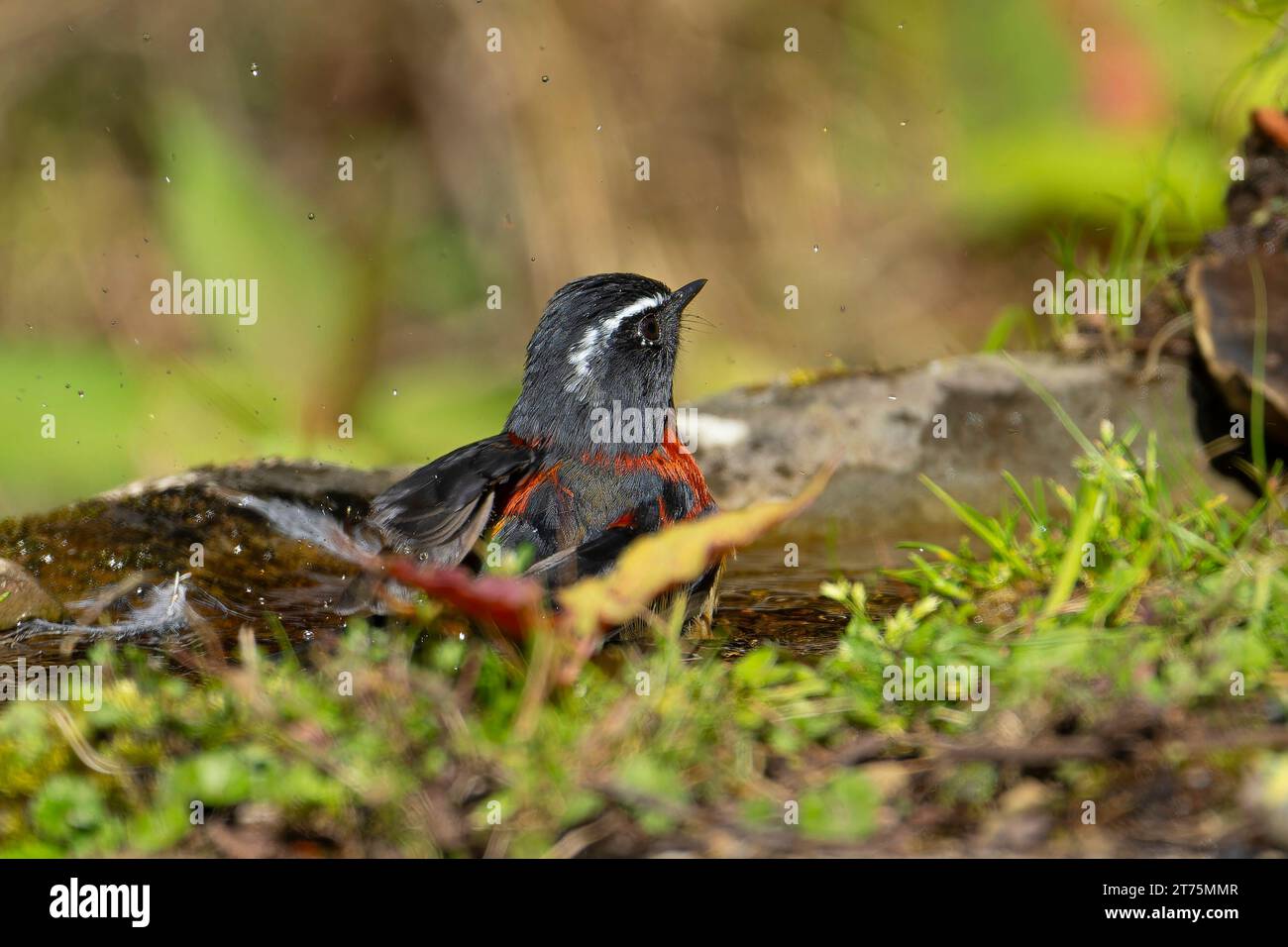 Collared bush robin endemic bird of taiwan Stock Photo - Alamy