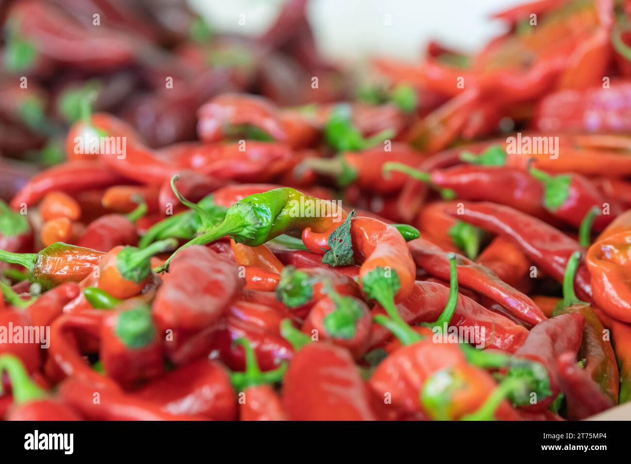 Close up of bushels of ripe red chili peppers with green stems and a ...