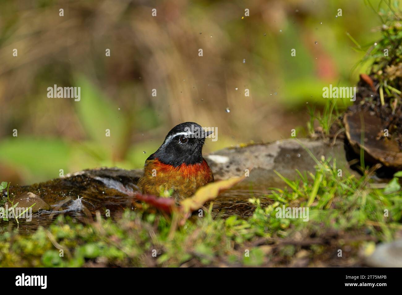 Collared bush robin endemic bird of taiwan Stock Photo - Alamy