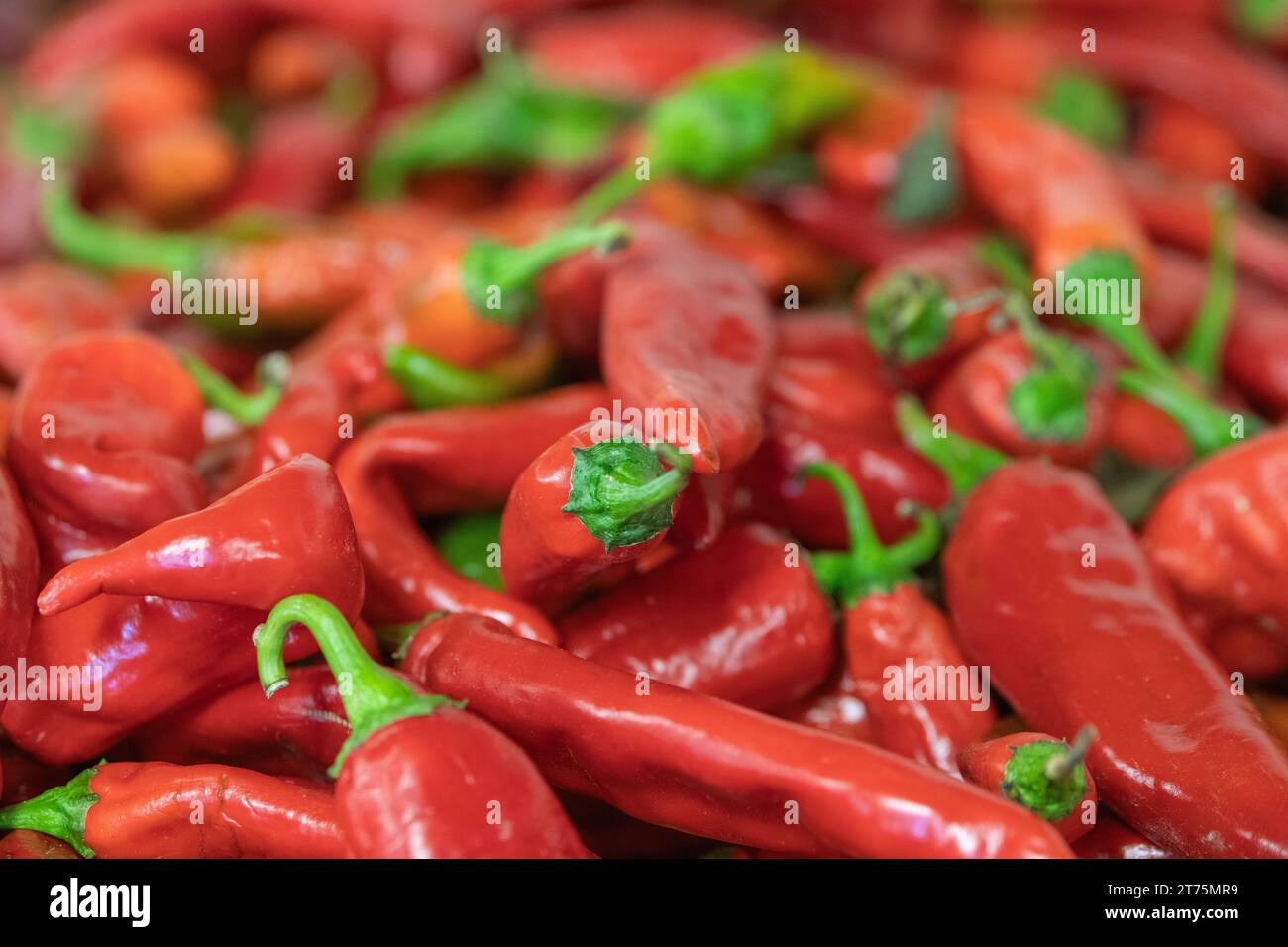 Close up of ripe red chili peppers with green stems, on display at a ...