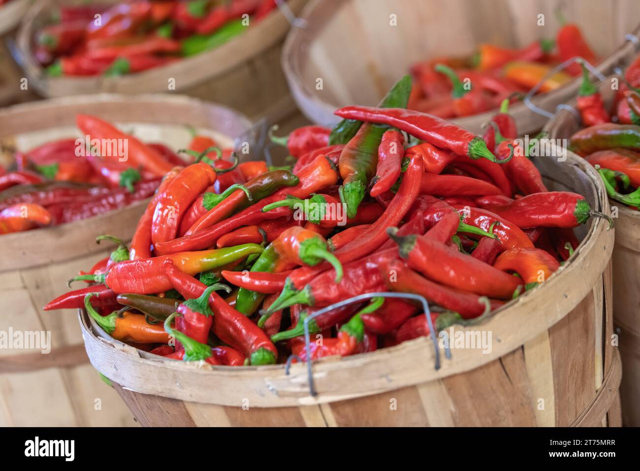 Bushel baskets full of ripe, freshly picked red chili peppers on ...
