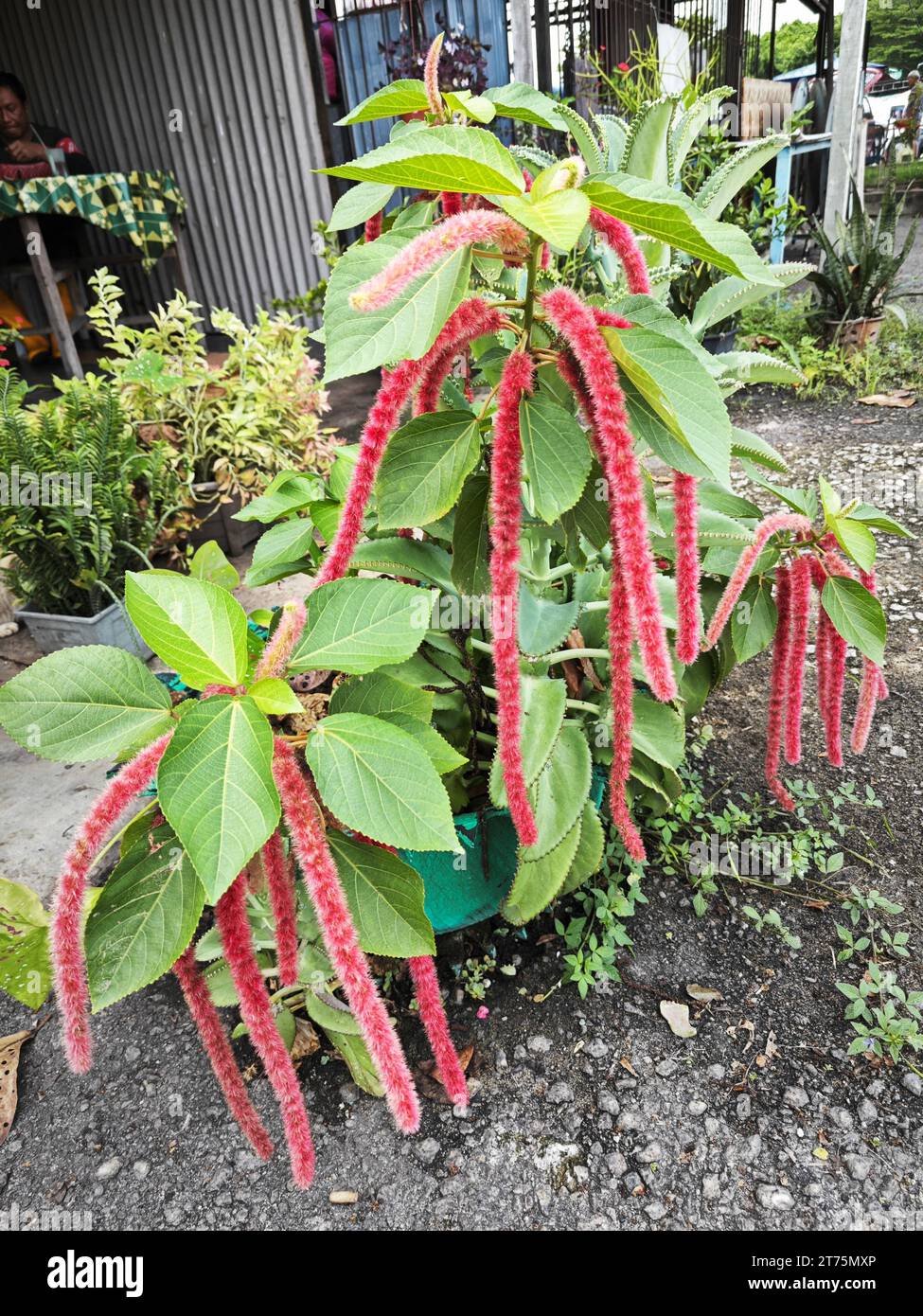 beautiful red- hot cat's tail flower houseplant Stock Photo - Alamy