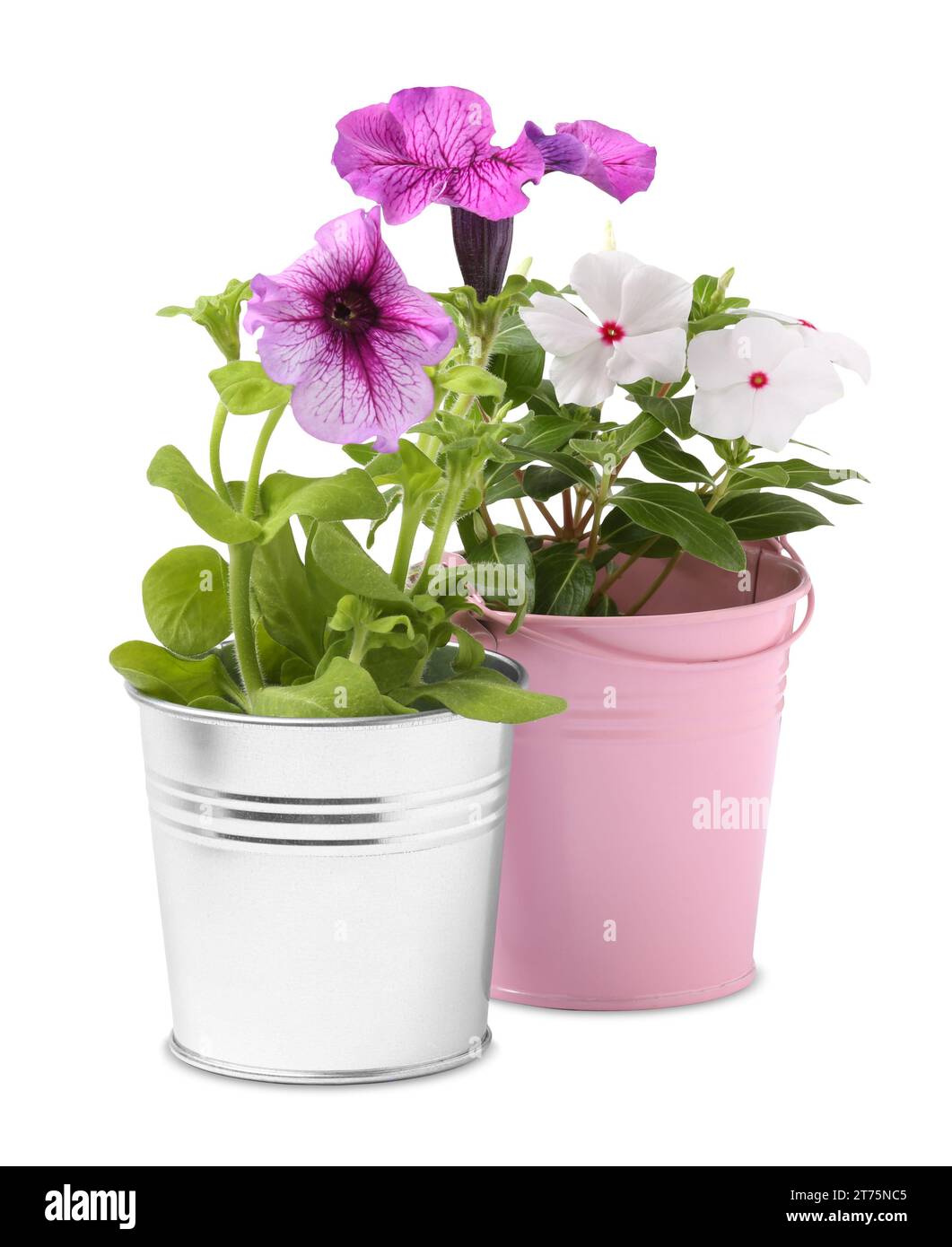 Beautiful flowers in different pots isolated on white Stock Photo - Alamy