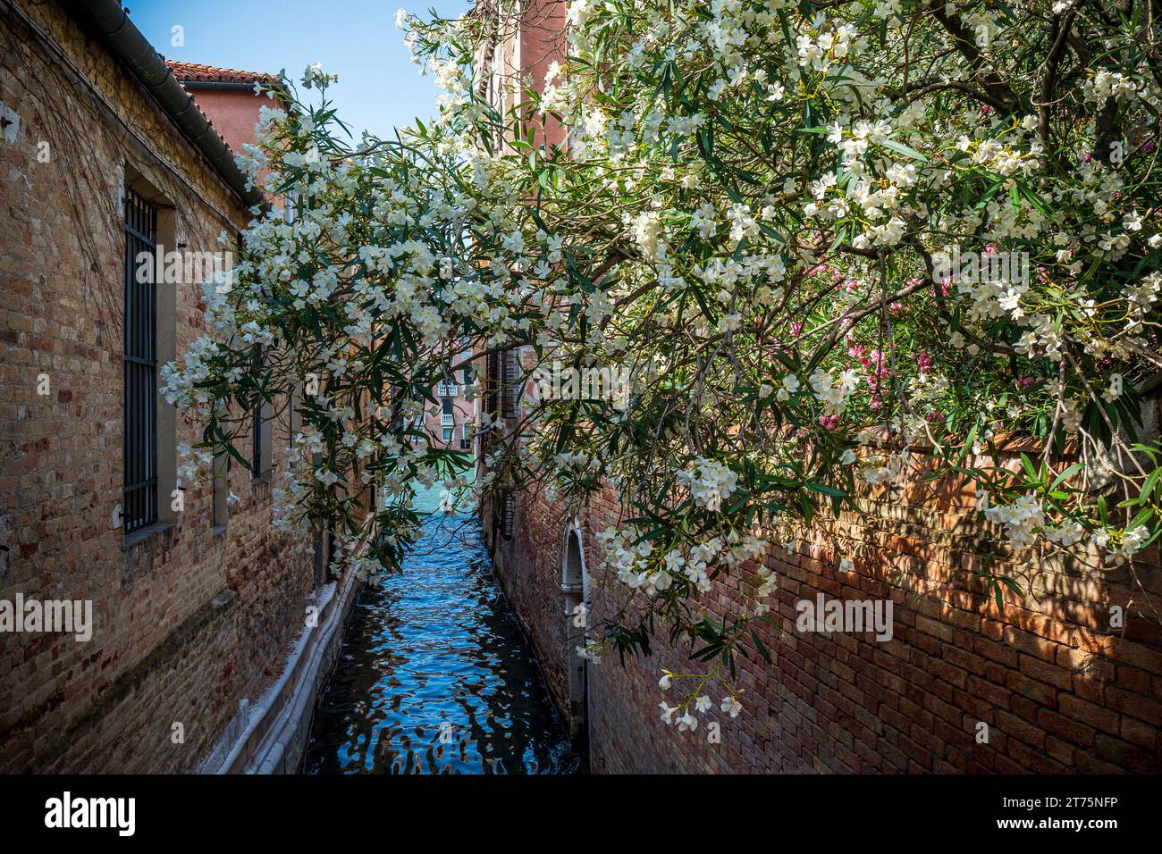 Scenic canal with old brick buildings and blooming tree Venice, Italy ...